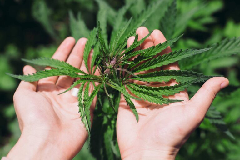 The Best Medical Cannabis Strains for Pain Relief - Rethink-Rx
