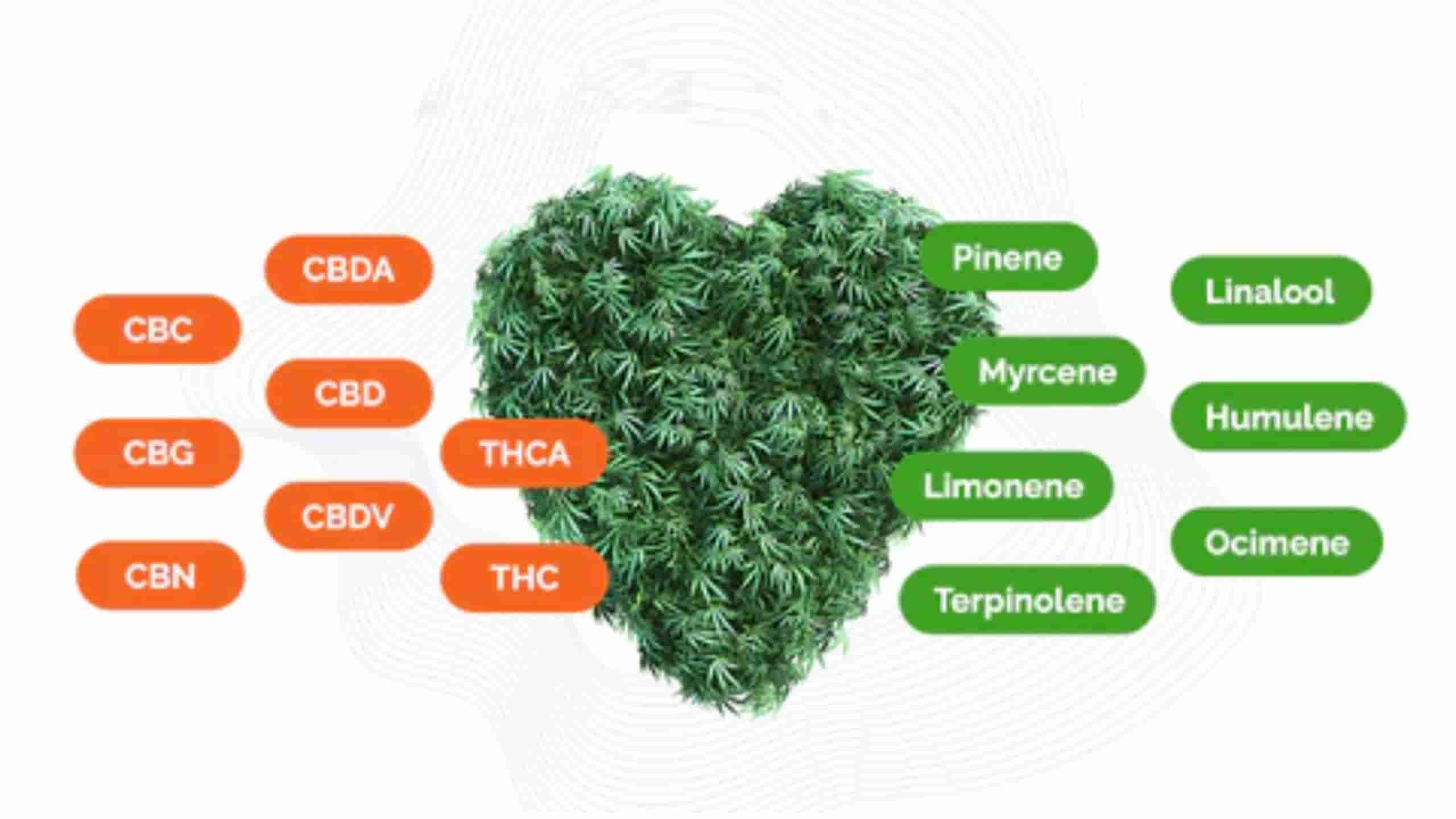 What is the Entourage Effect? - Rethink-Rx