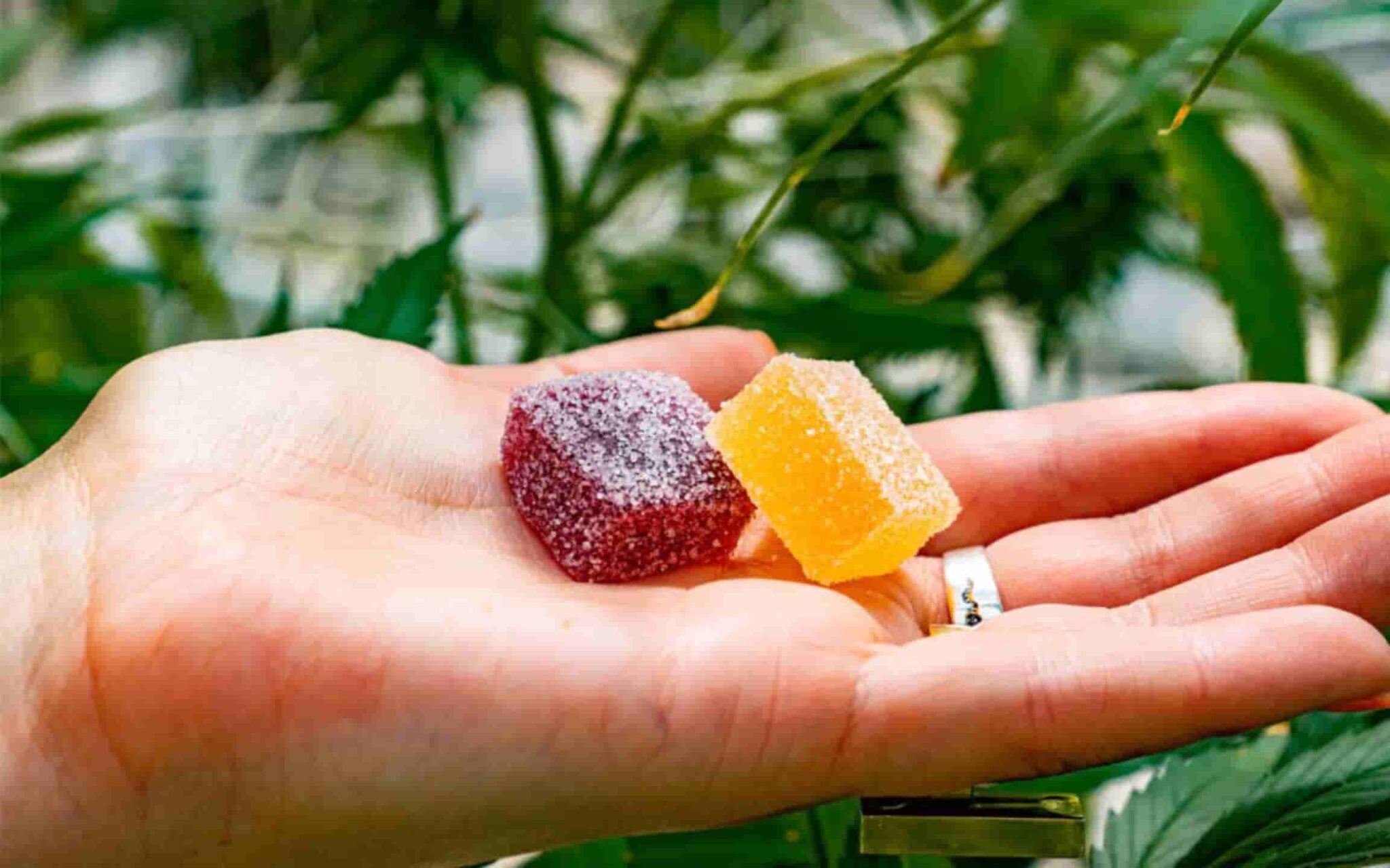 The Best Cannabis Edibles for Pain Relief - Rethink-Rx