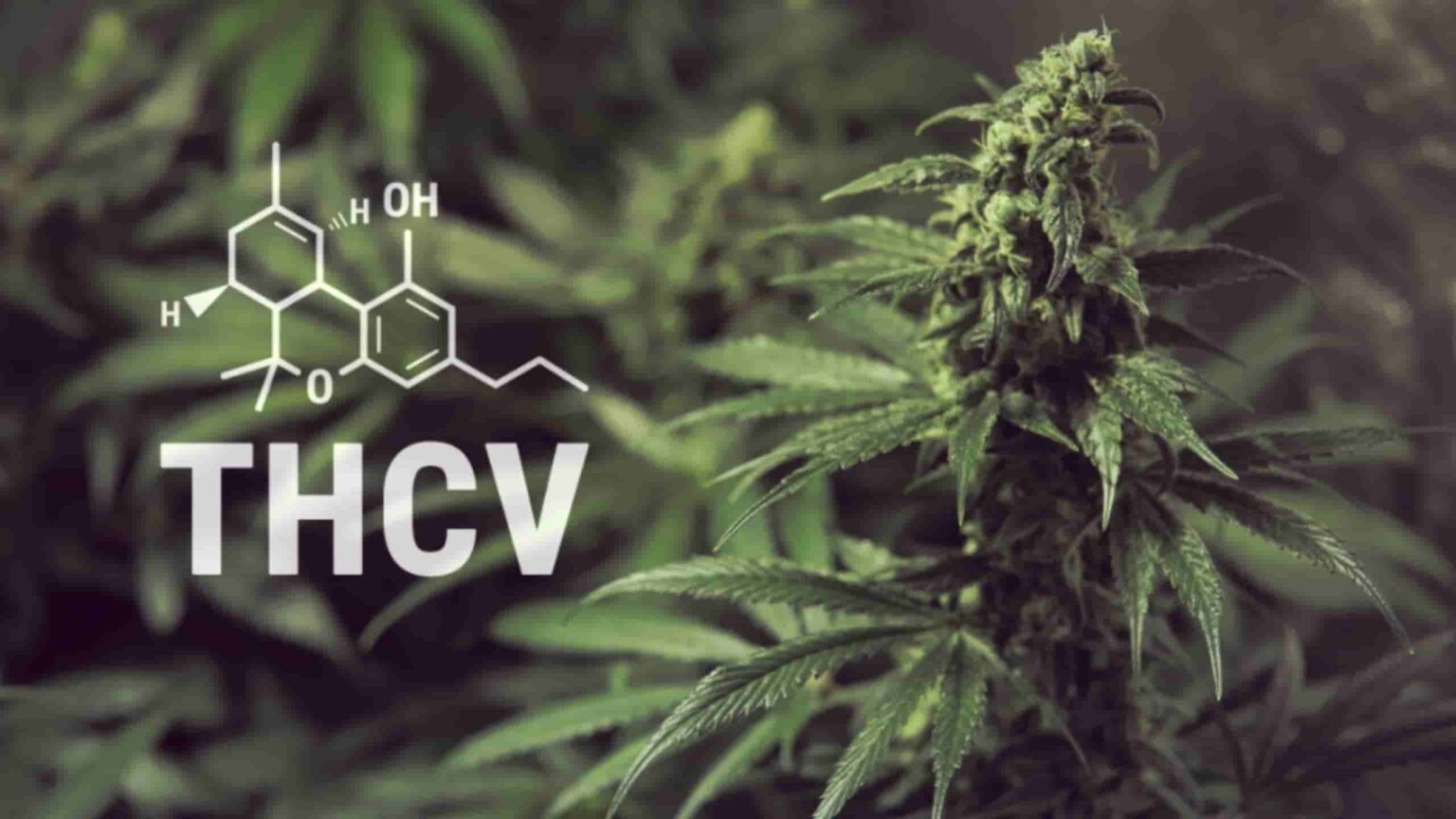 THCV and Its Importance in Medical Marijuana - Rethink-Rx