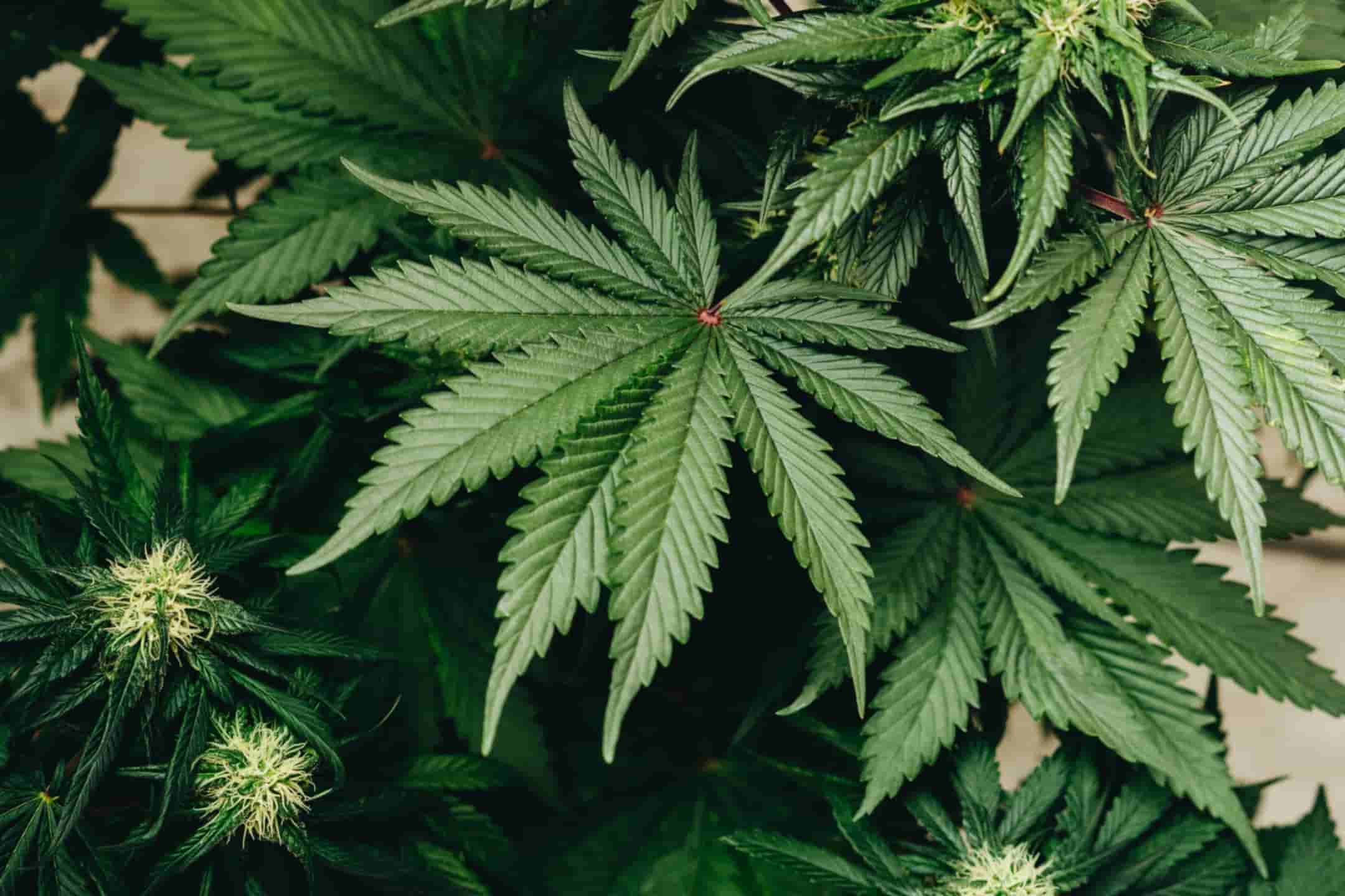 Myrcene: The Key to Unlocking the Healing Potential of Medical ...