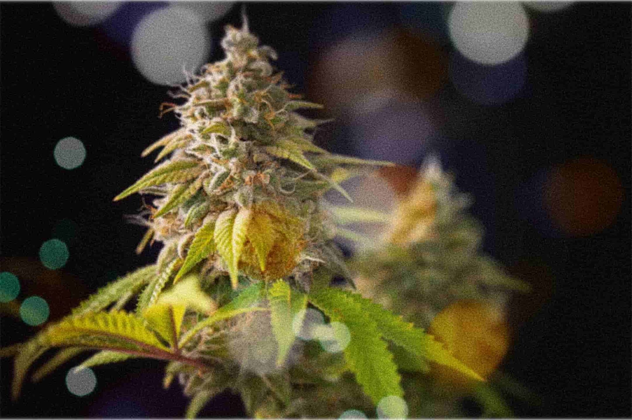 Key Differences Between Recreational and Medical Marijuana