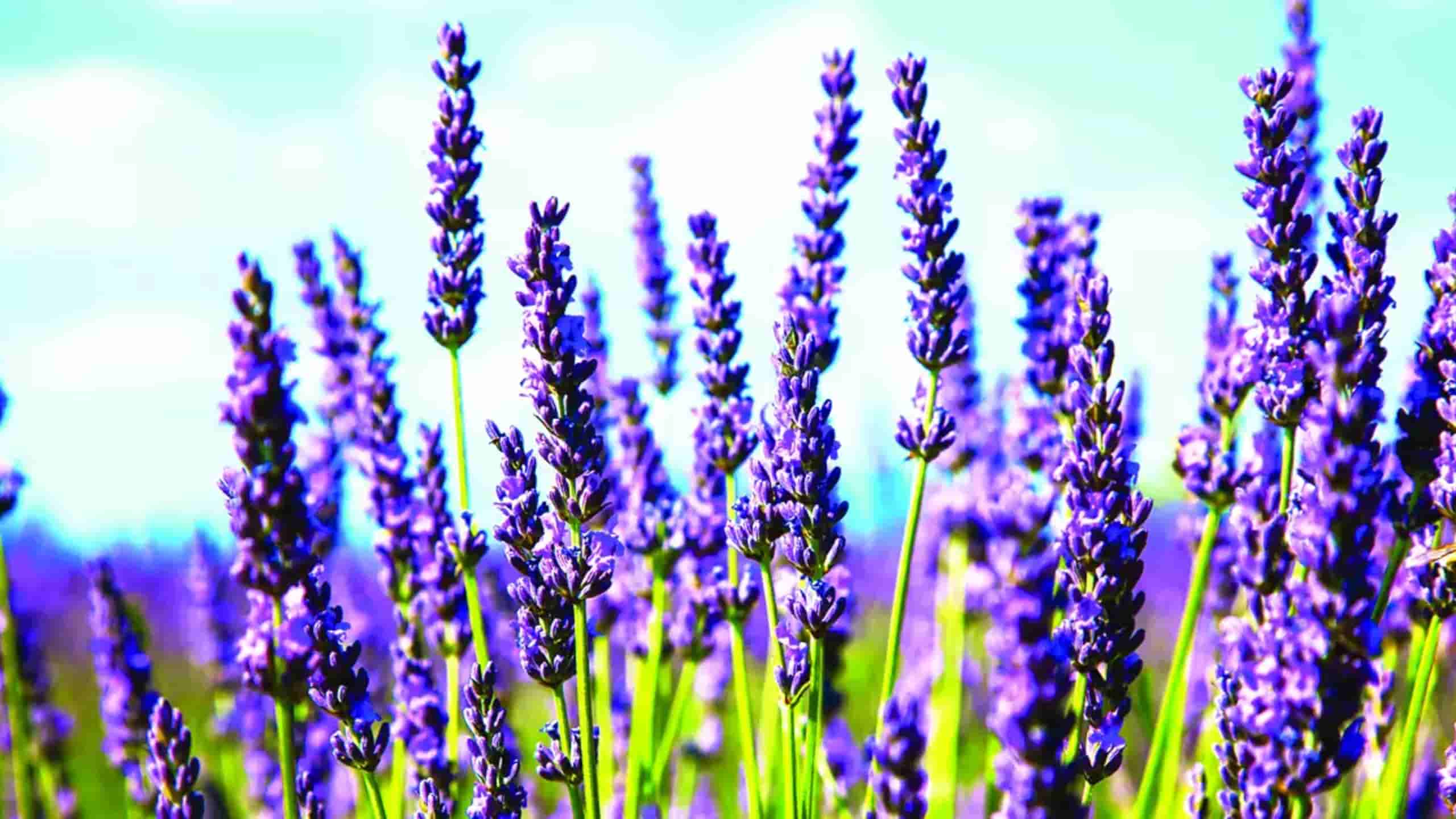 Linalool: The Unsung Hero of Medical Marijuana - Rethink-Rx